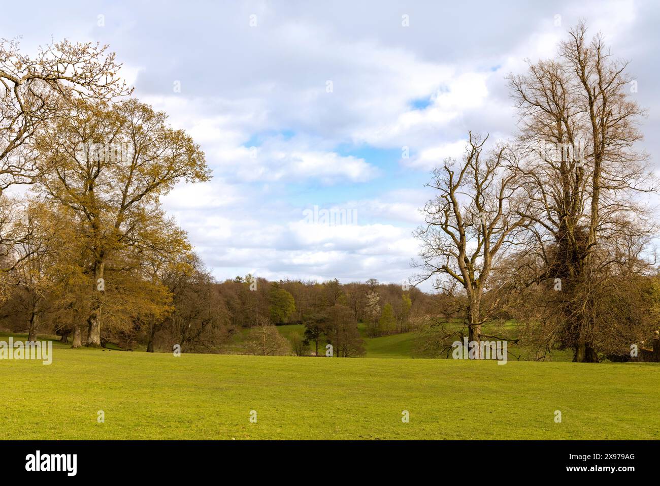 Woodland at Hutton-in-the-Forest, originally a medieval stronghold and ...