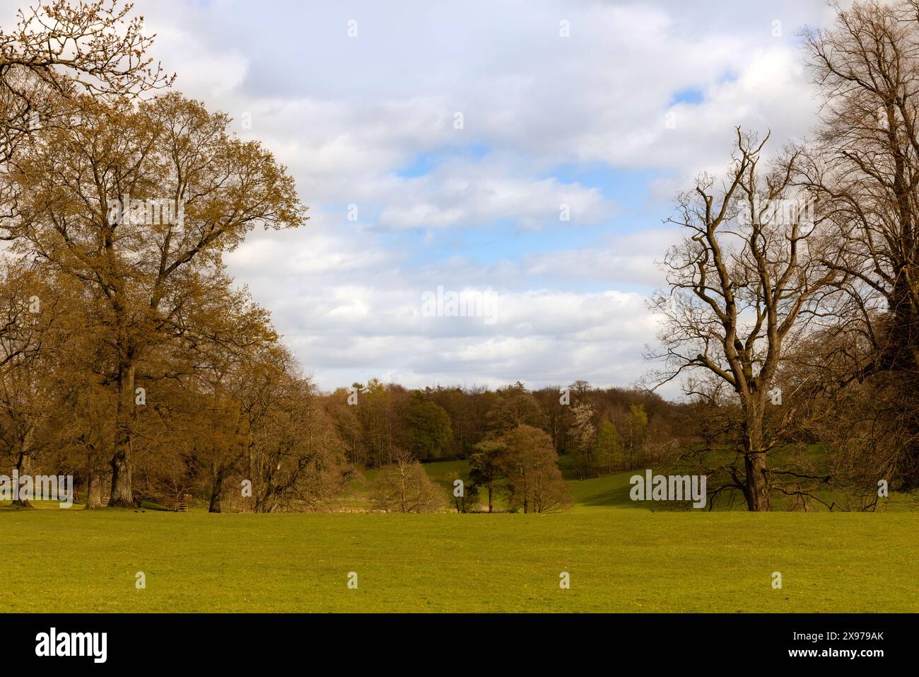 Woodland at Hutton-in-the-Forest, originally a medieval stronghold and ...