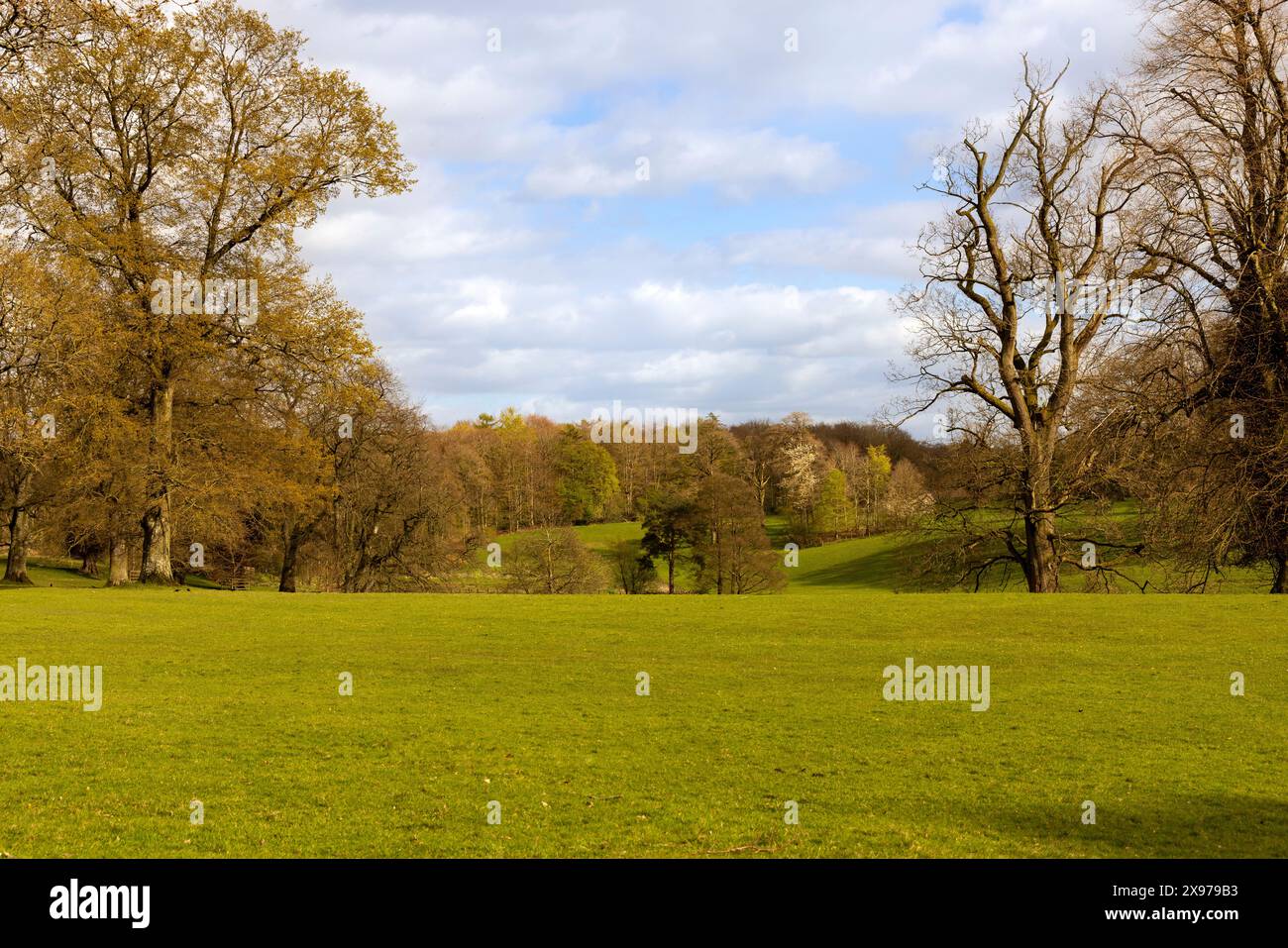 Woodland at Hutton-in-the-Forest, originally a medieval stronghold and ...