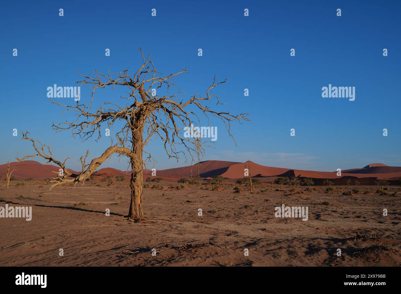 Landscape of the Namib desert, the oldest desert in the world, Namibia , Africa Stock Photo - Alamy