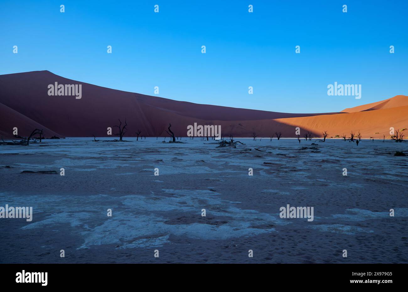 morning shadows and dead trees in Sossusvlei valley, Namib desert ...