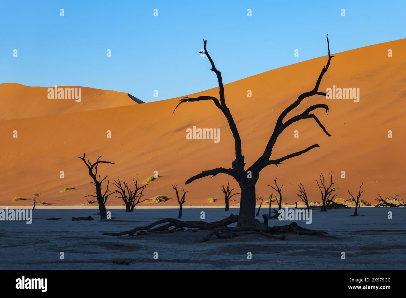 morning shadows and dead trees in Sossusvlei valley, Namib desert ...
