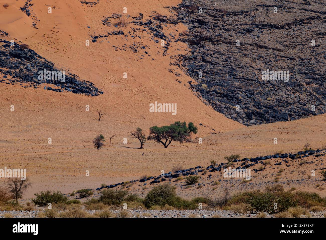 Landscape of the Namib desert, the oldest desert in the world, Namibia , Africa Stock Photo - Alamy