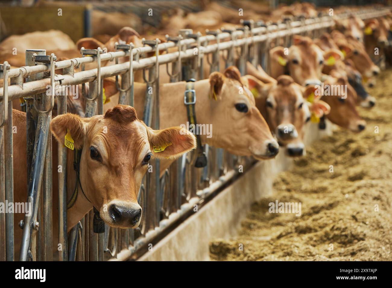 Cute Jersey cows on a modern farm in Denmark Stock Photo - Alamy