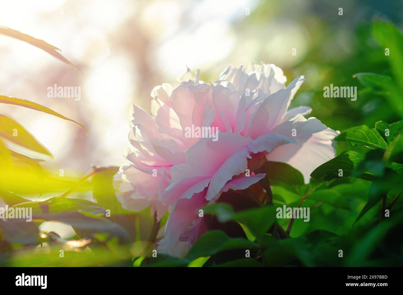 Pink peony flowers in the rays of sunlight Stock Photo - Alamy