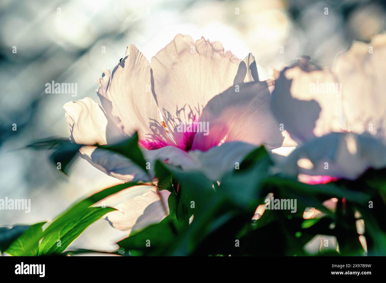 Pink peony flowers in the rays of sunlight Stock Photo - Alamy