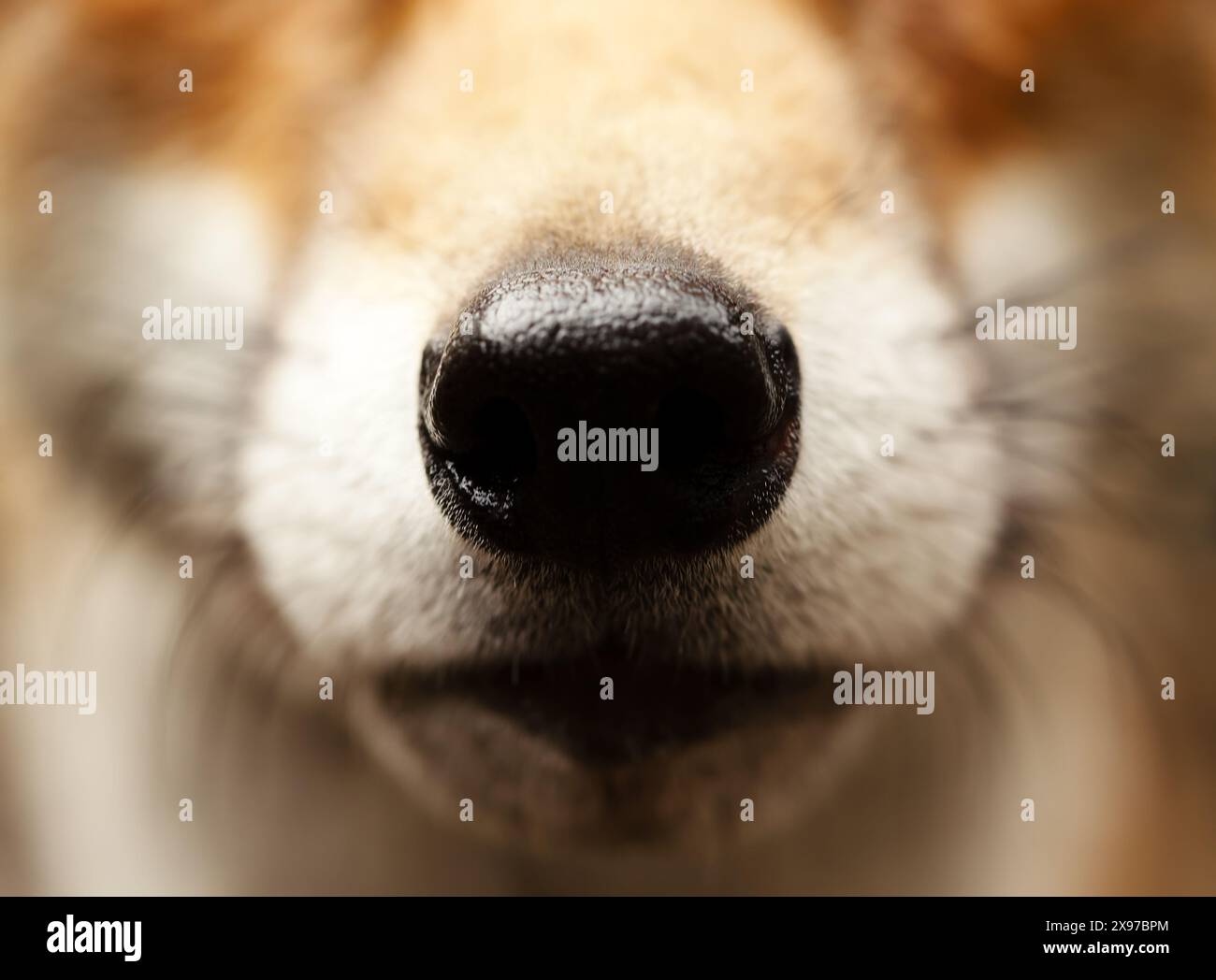 Red fox head detail hi-res stock photography and images - Alamy