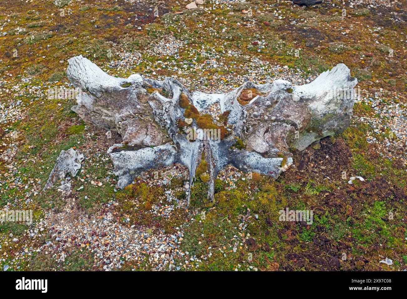 Decomposing Whale Vertebra Being Reclaimed by the Tundra in the ...