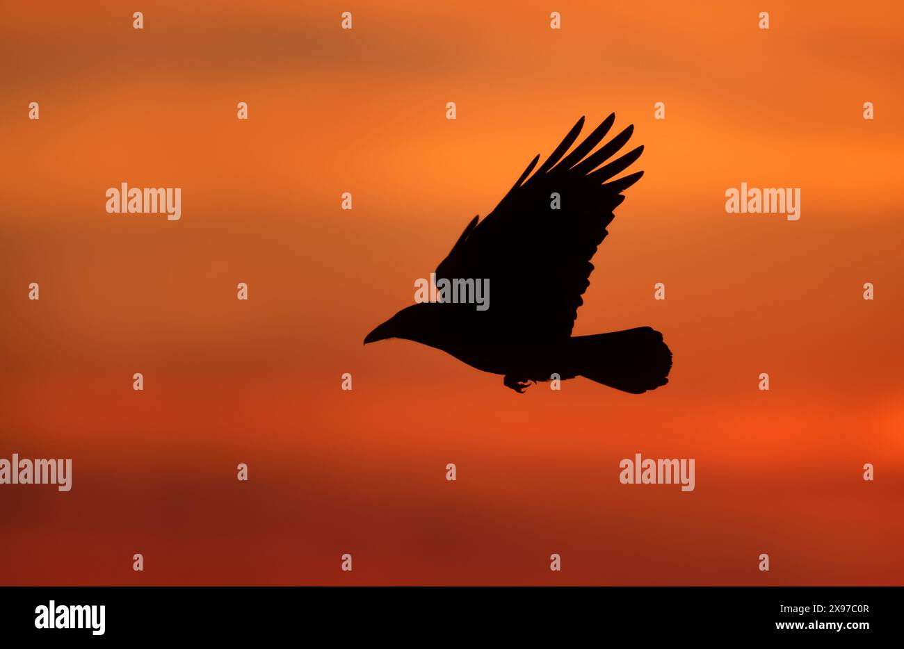 Flying raven silhouette hi-res stock photography and images - Alamy