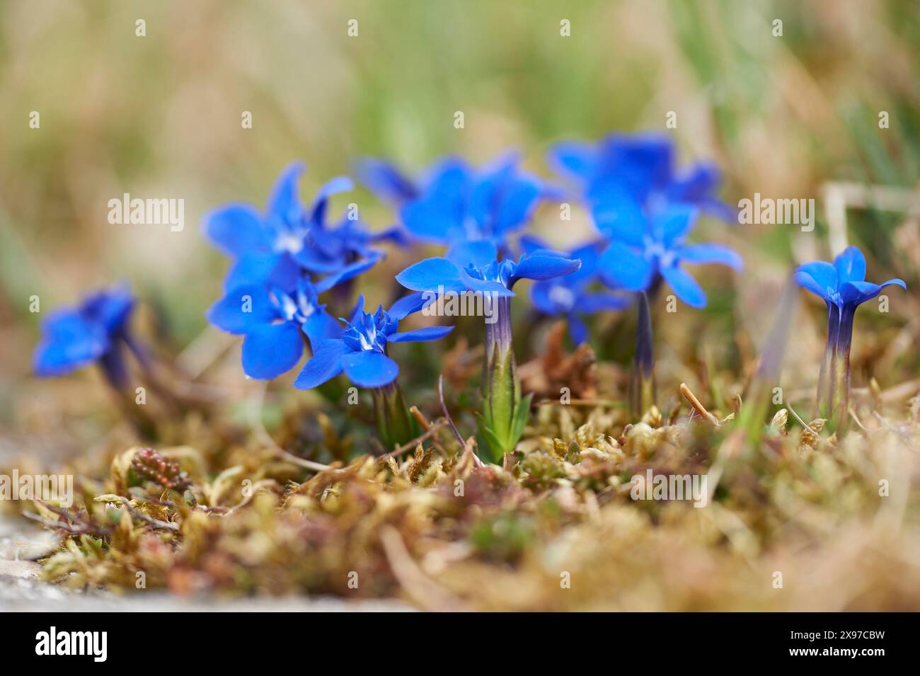 Close-up of spring gentian (Gentiana verna) blossoms in spring Stock ...