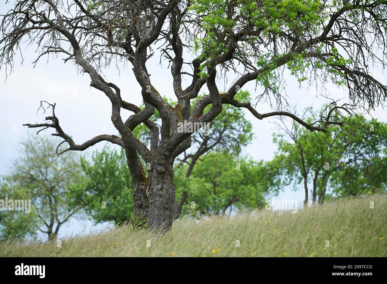 Landscape of a zwetschge (Prunus domestica subsp. domestica) tree in ...