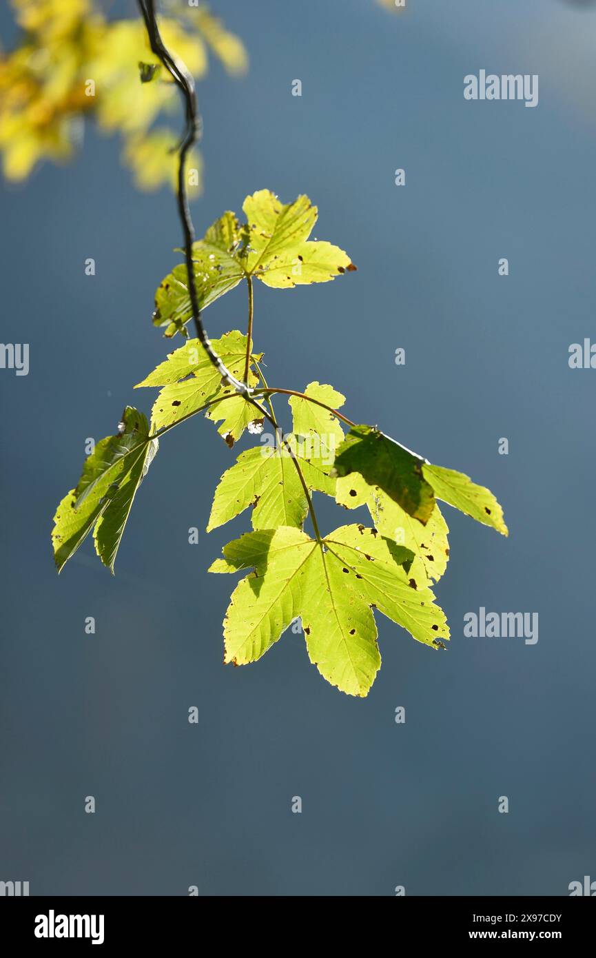Bigleaf maple or Oregon maple (Acer macrophyllum) leaves in a forest in ...