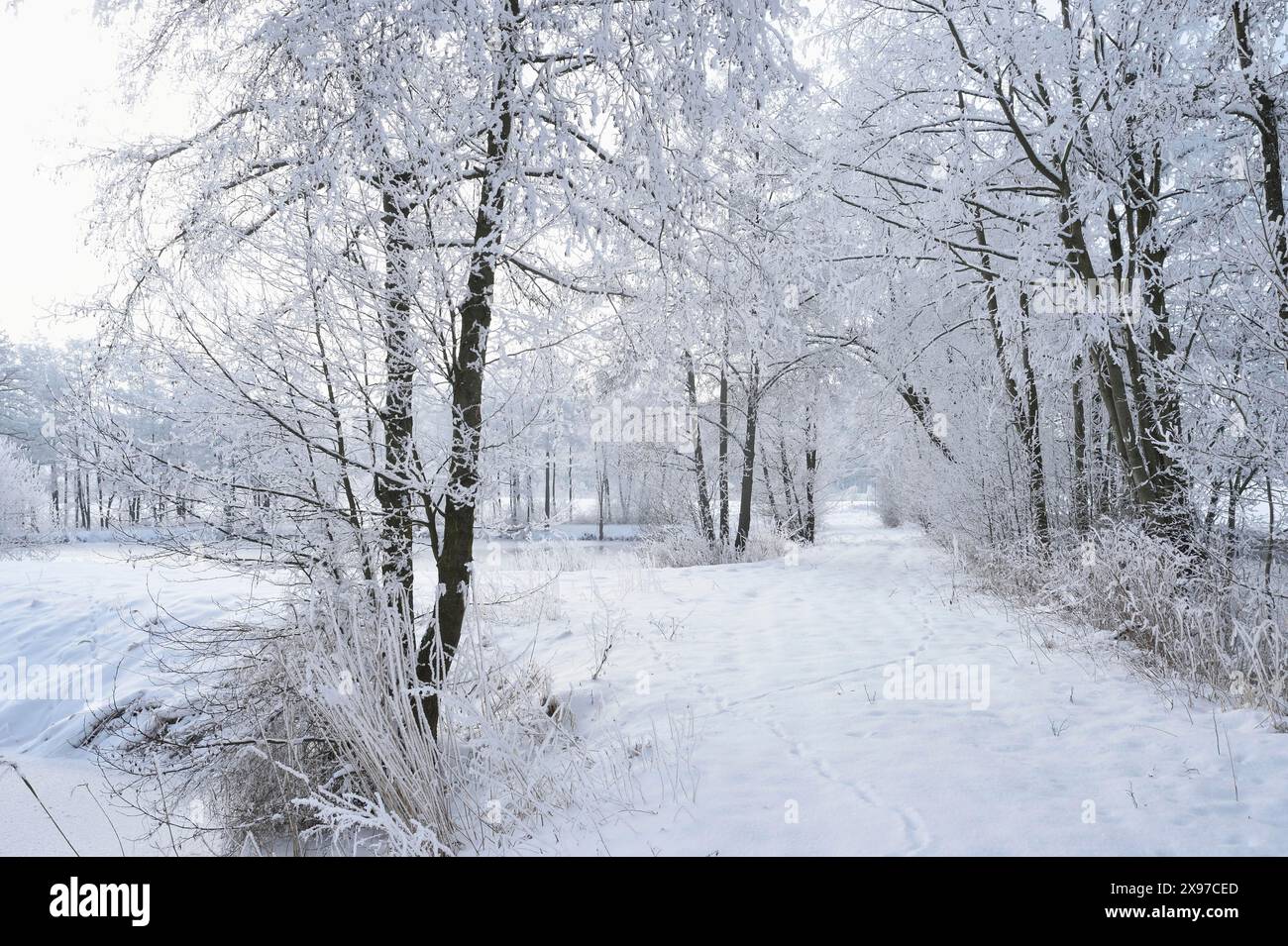 Alder trees in winter hi-res stock photography and images - Alamy
