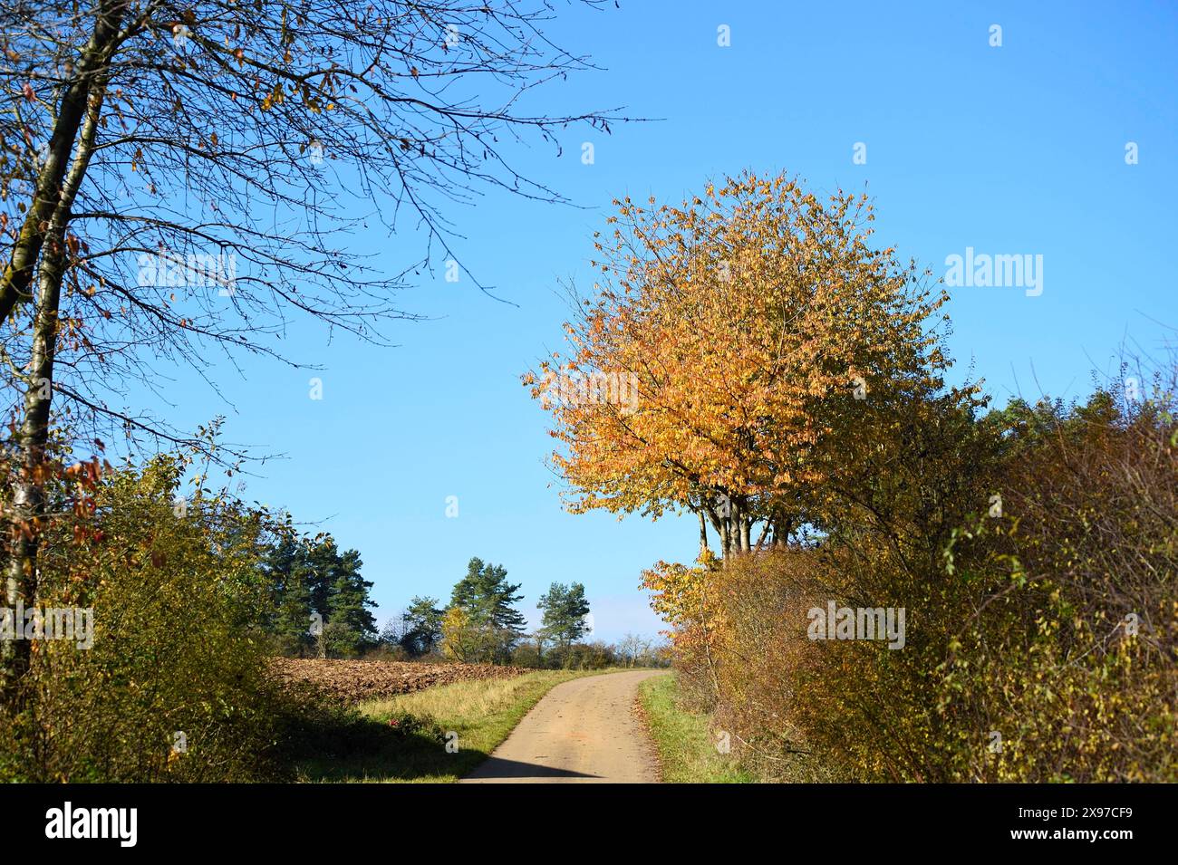 A little road going between a little forest and fields in autumn ...