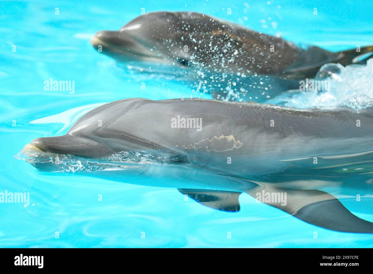Close-up of a dolphin-calf of a common bottlenose dolphin or Atlantic ...