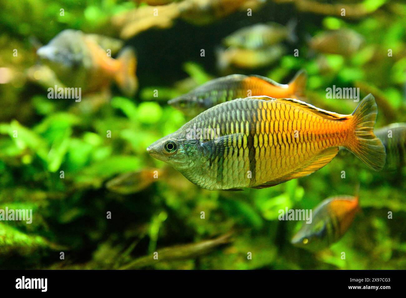 Close-up of Boeseman's rainbowfish (Melanotaenia boesemani) in an ...
