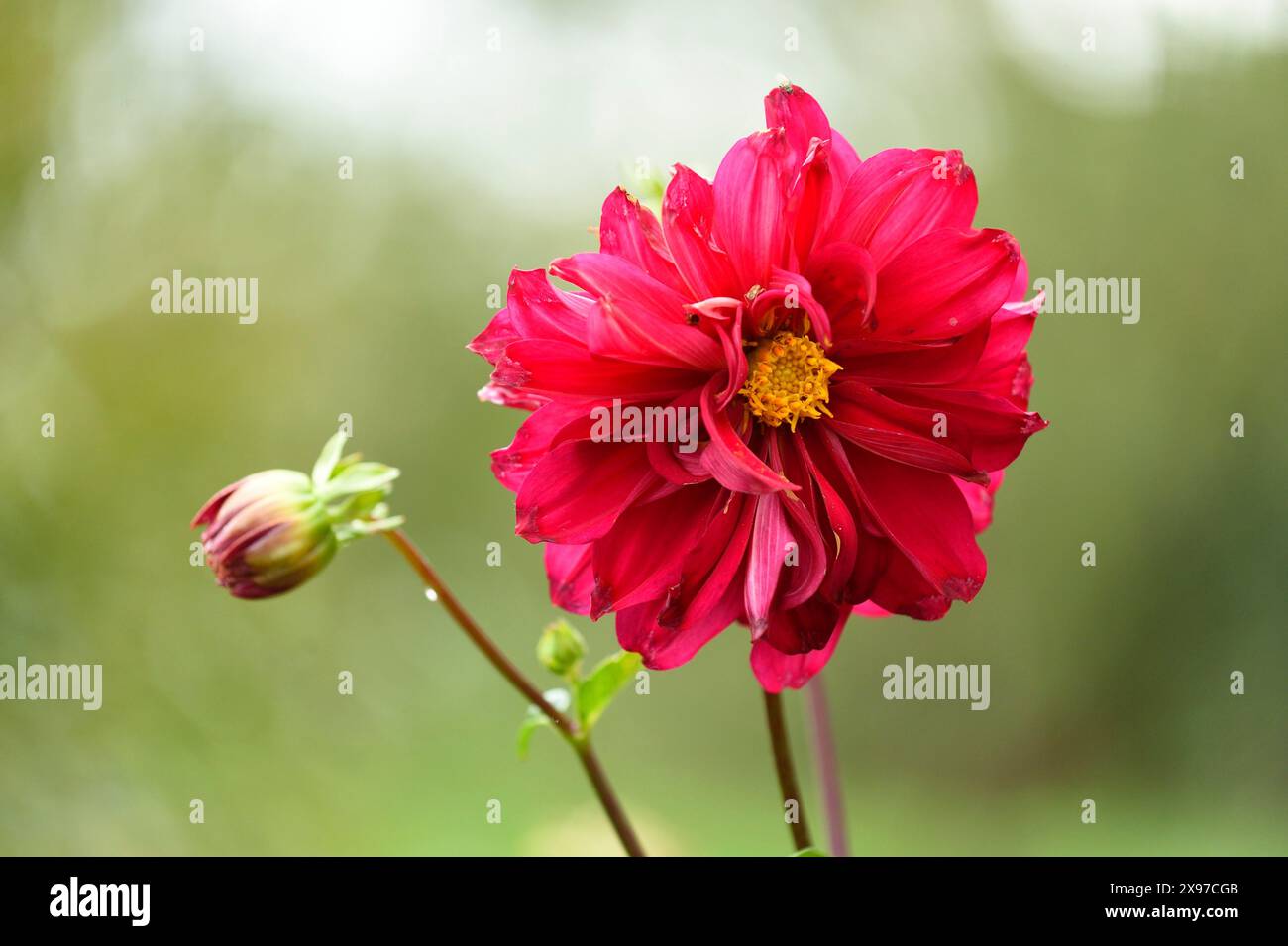 Close-up of a red Dahlia blossom in a garden in summer Stock Photo - Alamy
