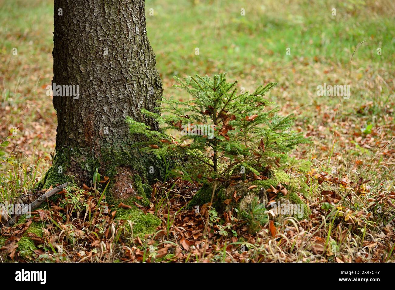 A little Norway spruce (Picea abies) tree growing in a forest in autumn ...