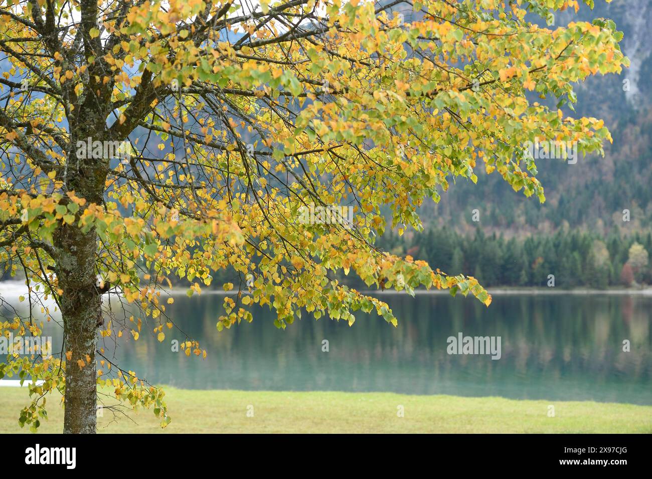 Landscape of a silver lime or silver linden (Tilia tomentosa) next to a ...