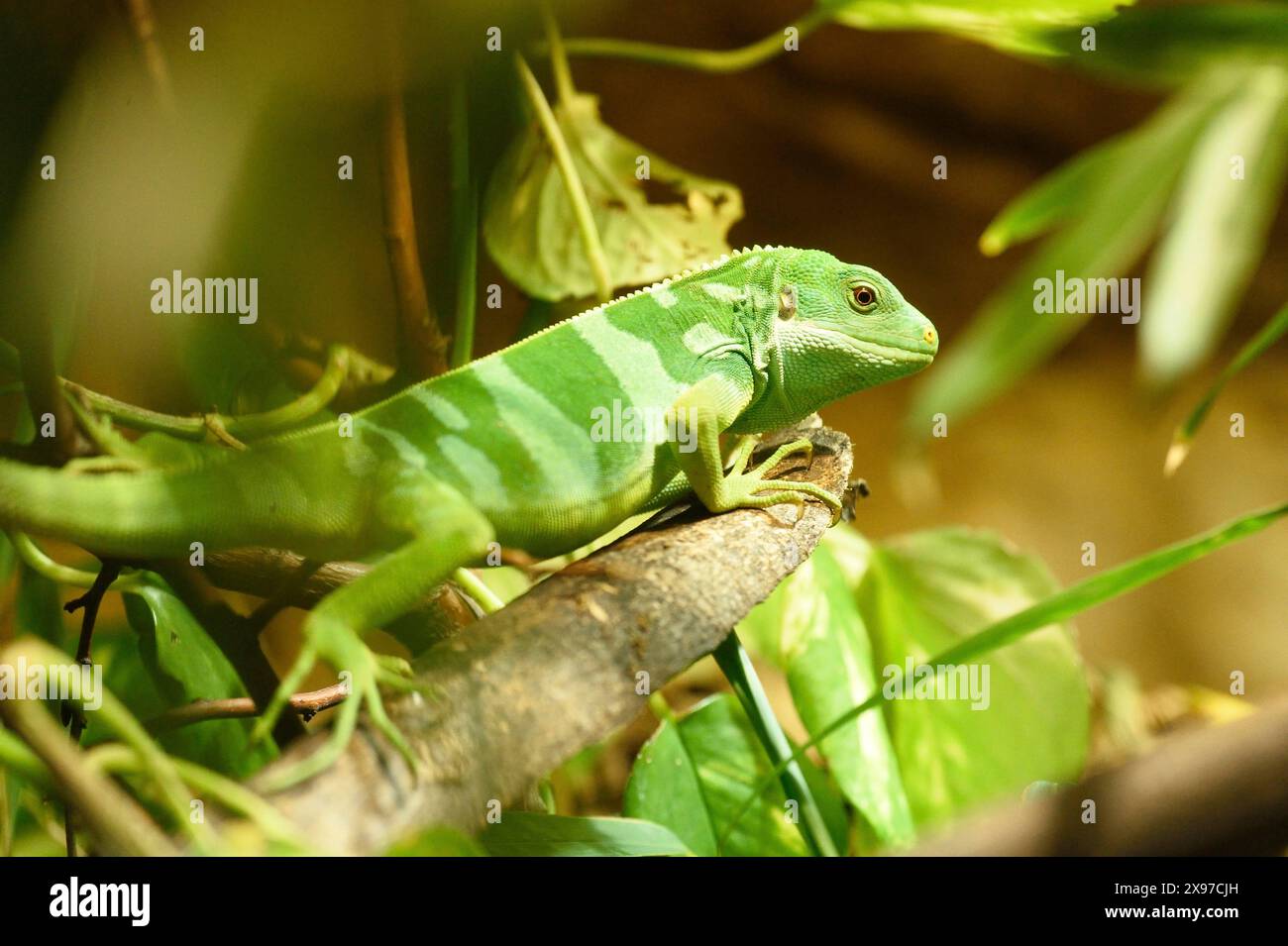 Close-up of a Fiji banded iguana (Brachylophus fasciatus) in a ...