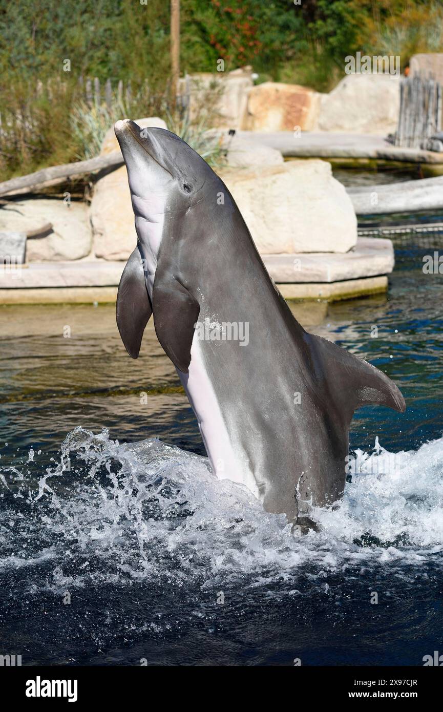 Common bottlenose dolphin (Tursiops truncatus) swimming in the water ...