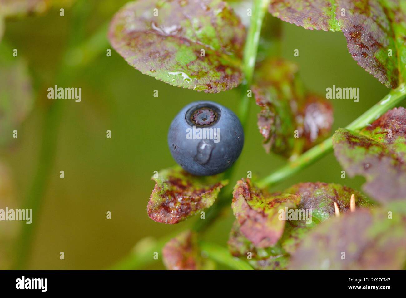 Close-up of European blueberry (Vaccinium myrtillus) fruits in a forest ...