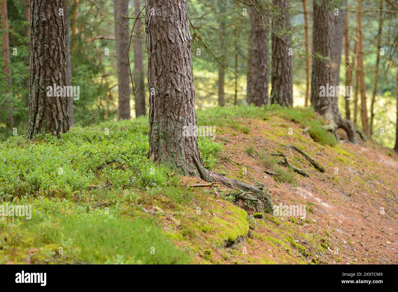 Close-up of a Scots pine (Pinus sylvestris L.) tree trunk in a forest ...