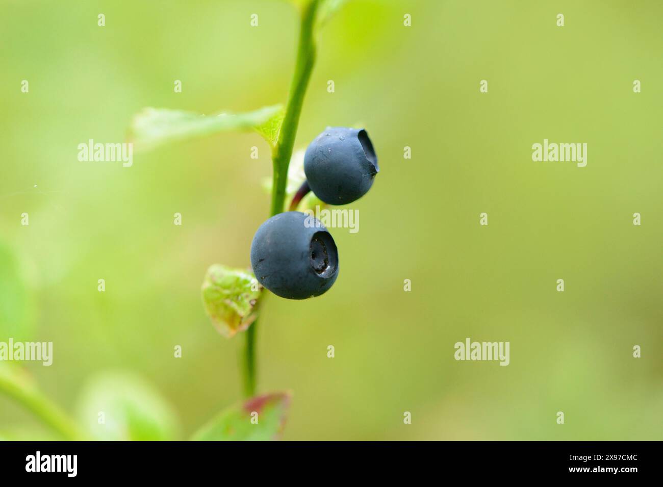 Close-up of European blueberry (Vaccinium myrtillus) fruits in a forest ...