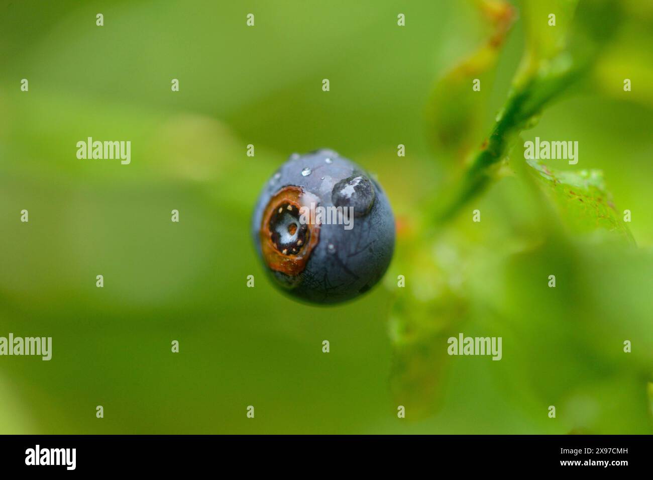 Close-up of European blueberry (Vaccinium myrtillus) fruits in a forest ...