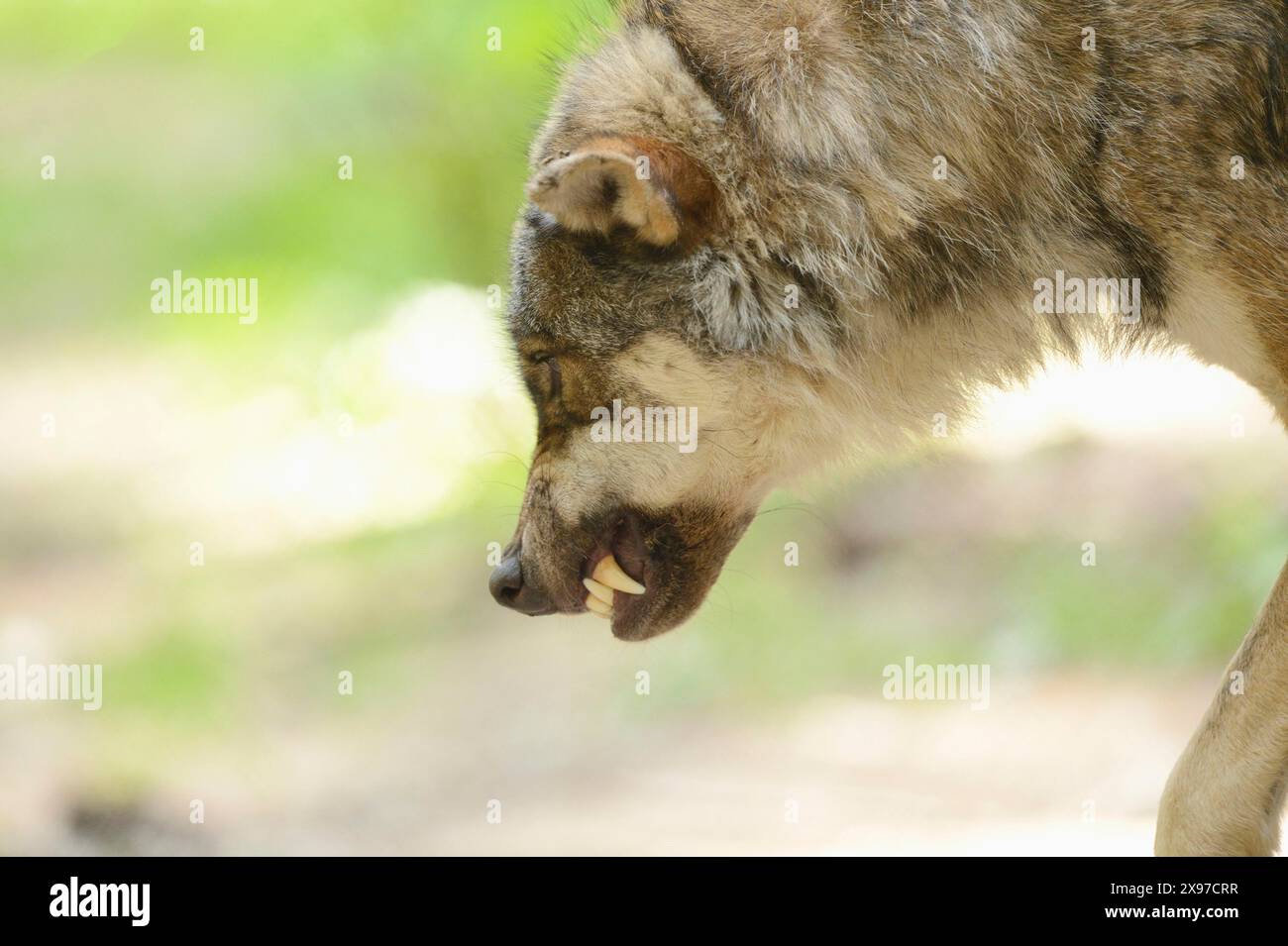 Portrait of a gray wolf (Canis lupus) in a forest snarling, captive, Germany Stock Photo - Alamy