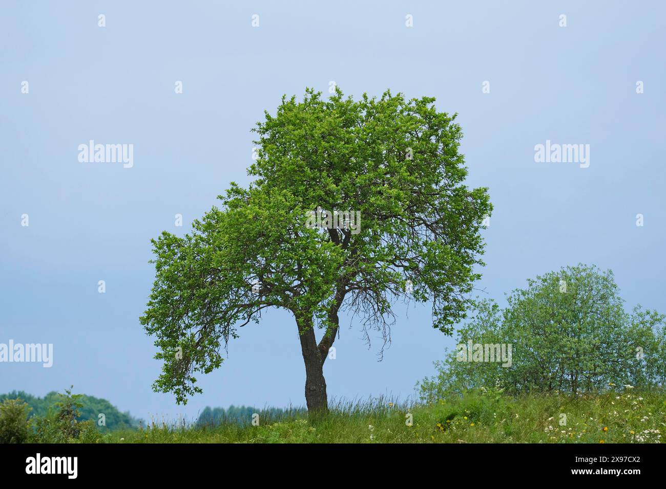 Landscape of a zwetschge (Prunus domestica subsp. domestica) tree in ...