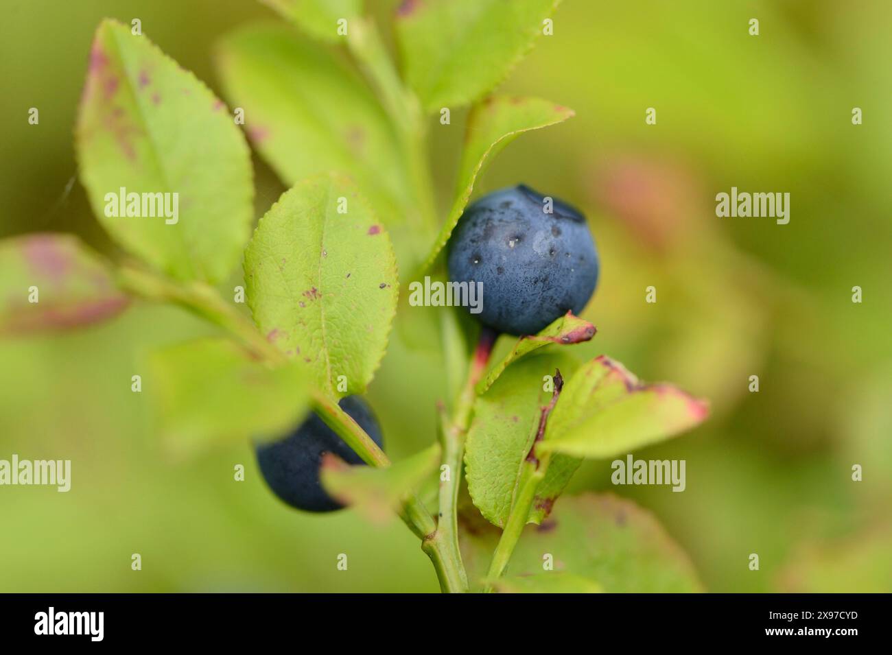 Close-up of European blueberry (Vaccinium myrtillus) fruits in a forest ...