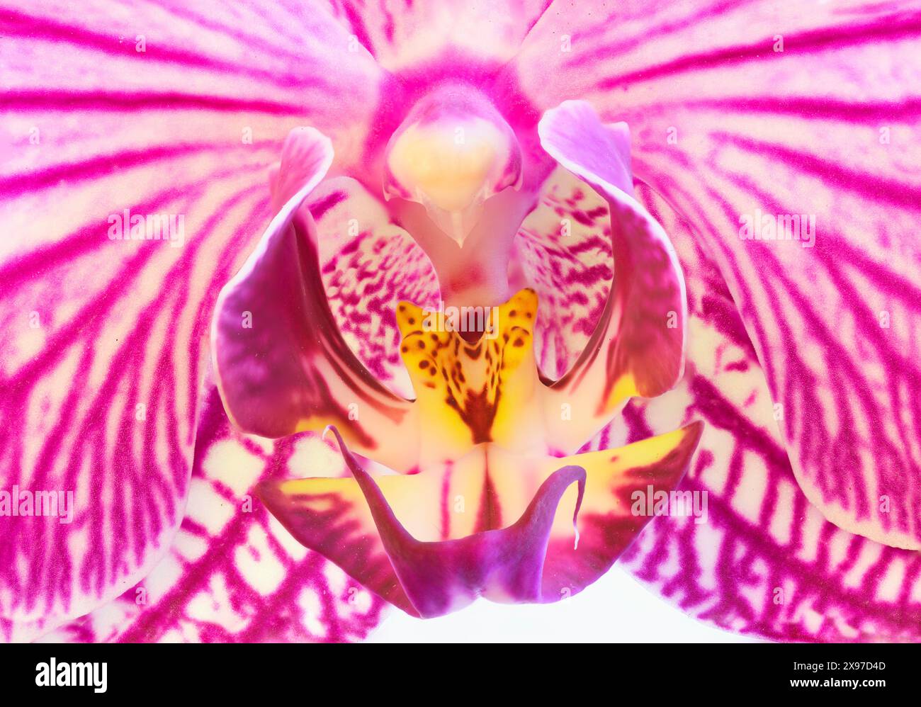 Detail of a Moth Orchid (Phalaenopsis hybrid) in a greenhouse Stock ...