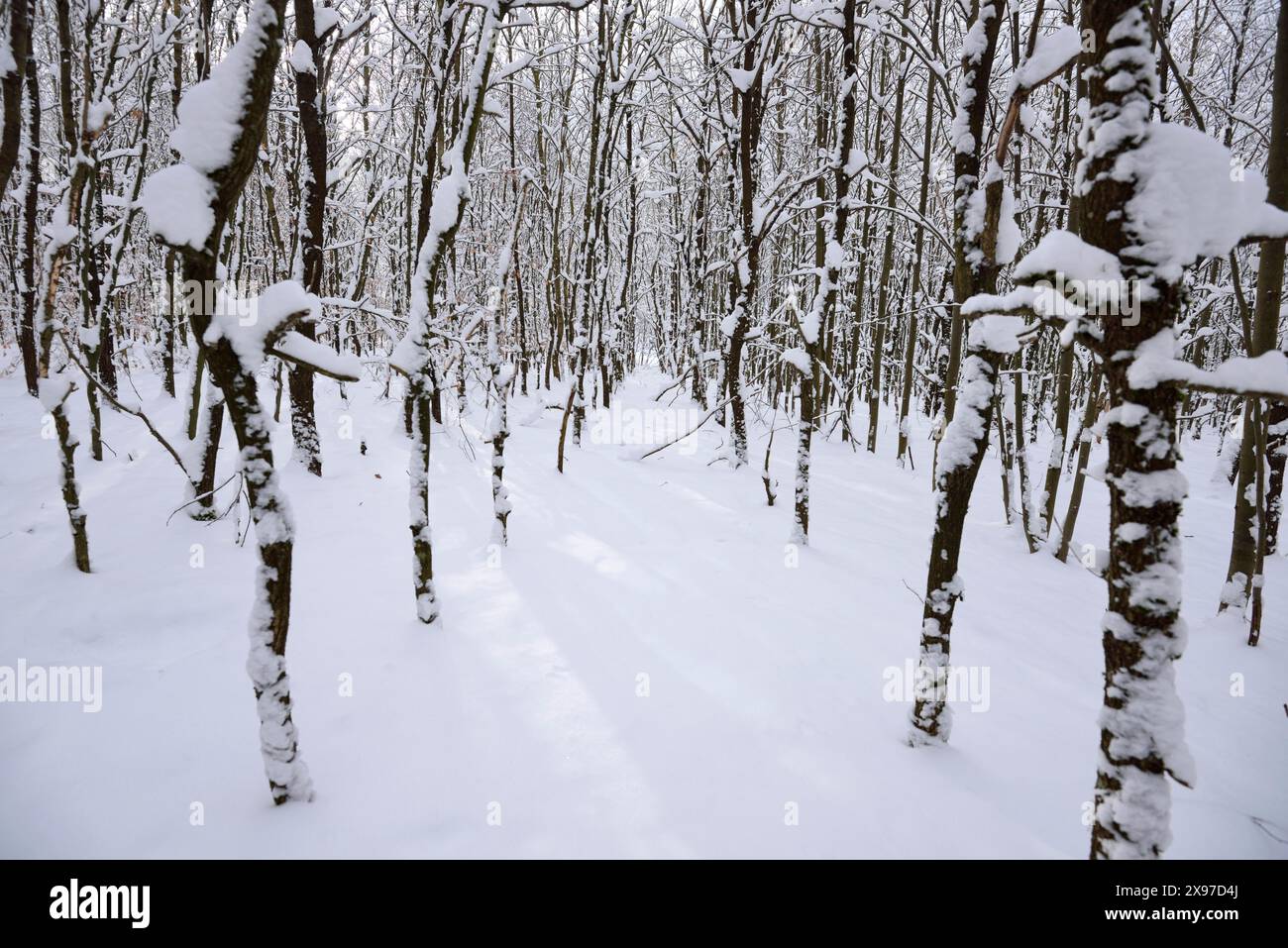 Landscape of a snowy young broadleaf forest in winter, Bavaria, Germany ...