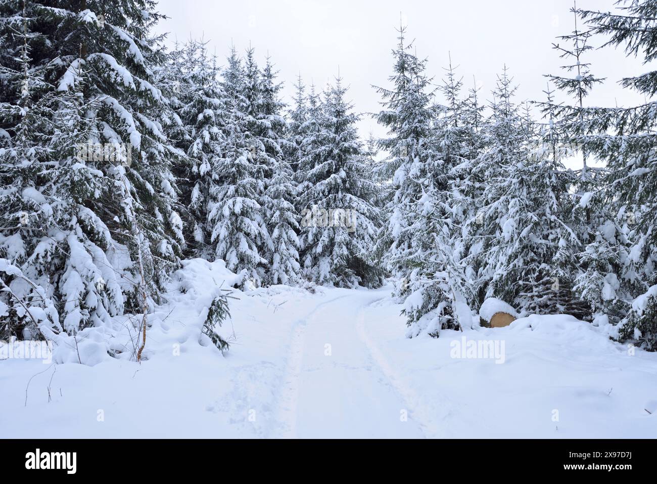 Landscape of a forest path going through a snowy Norway spruce (Picea abies) forest in winter ...