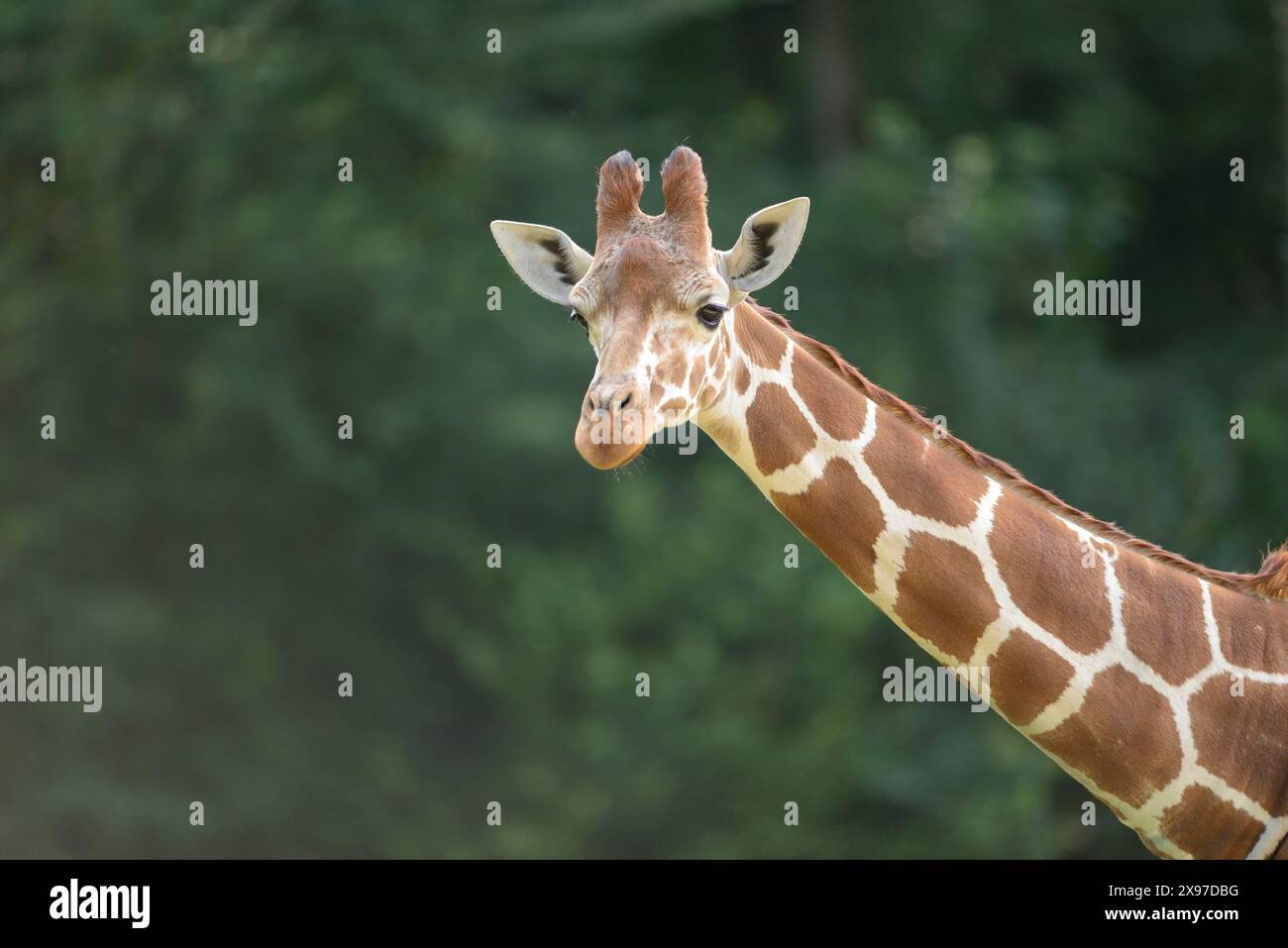 Portrait of a eticulated giraffe (Giraffa camelopardalis reticulata) in ...