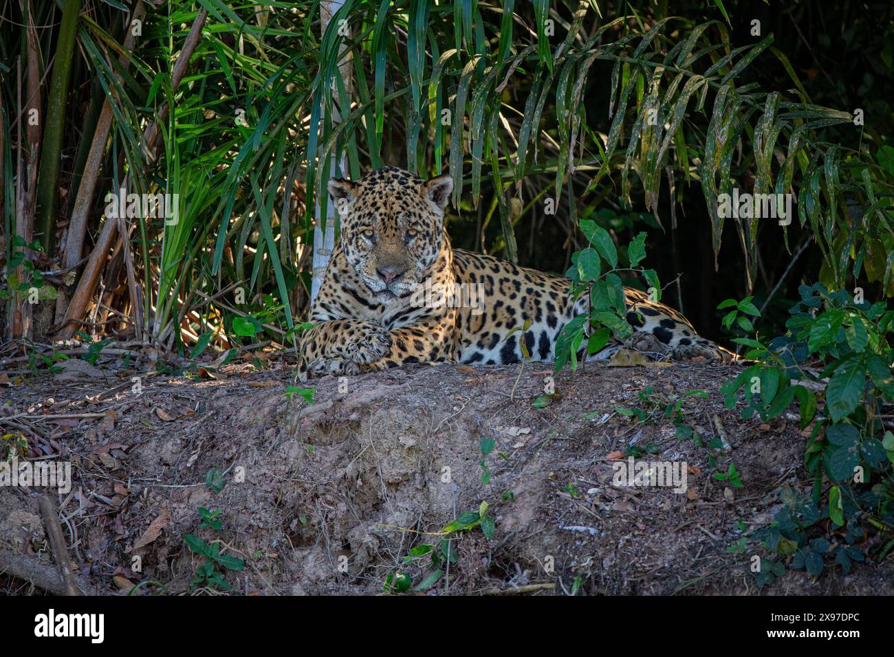 Jaguar (Panthera onca) Pantanal Brazil Stock Photo - Alamy