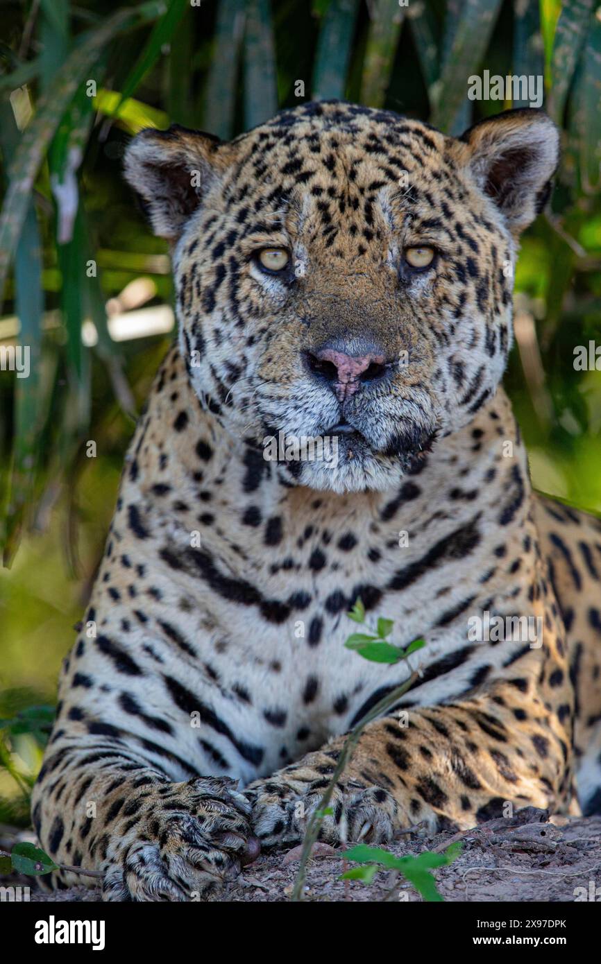 Jaguar (Panthera onca) Pantanal Brazil Stock Photo - Alamy
