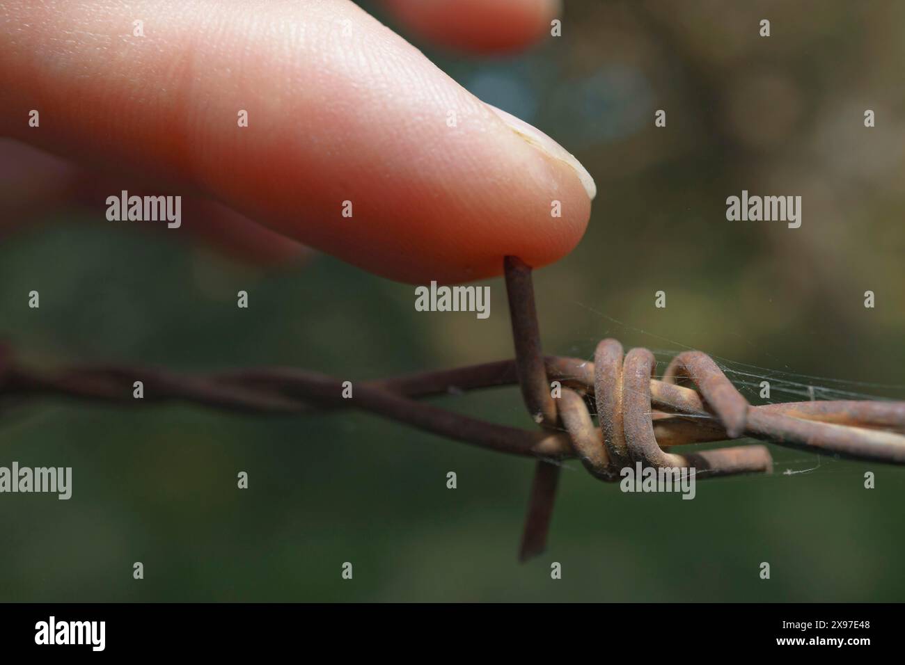 Close-up of a woman stabbing her finger with rusty barbed wire Stock ...