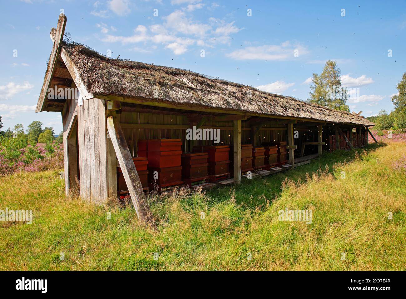 Bee fence with beehives, honey bees (Apis mellifera), heather blossom ...