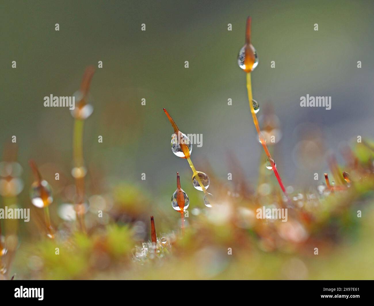 close-up macro image of backlit rain water droplets on spore-caps of ...