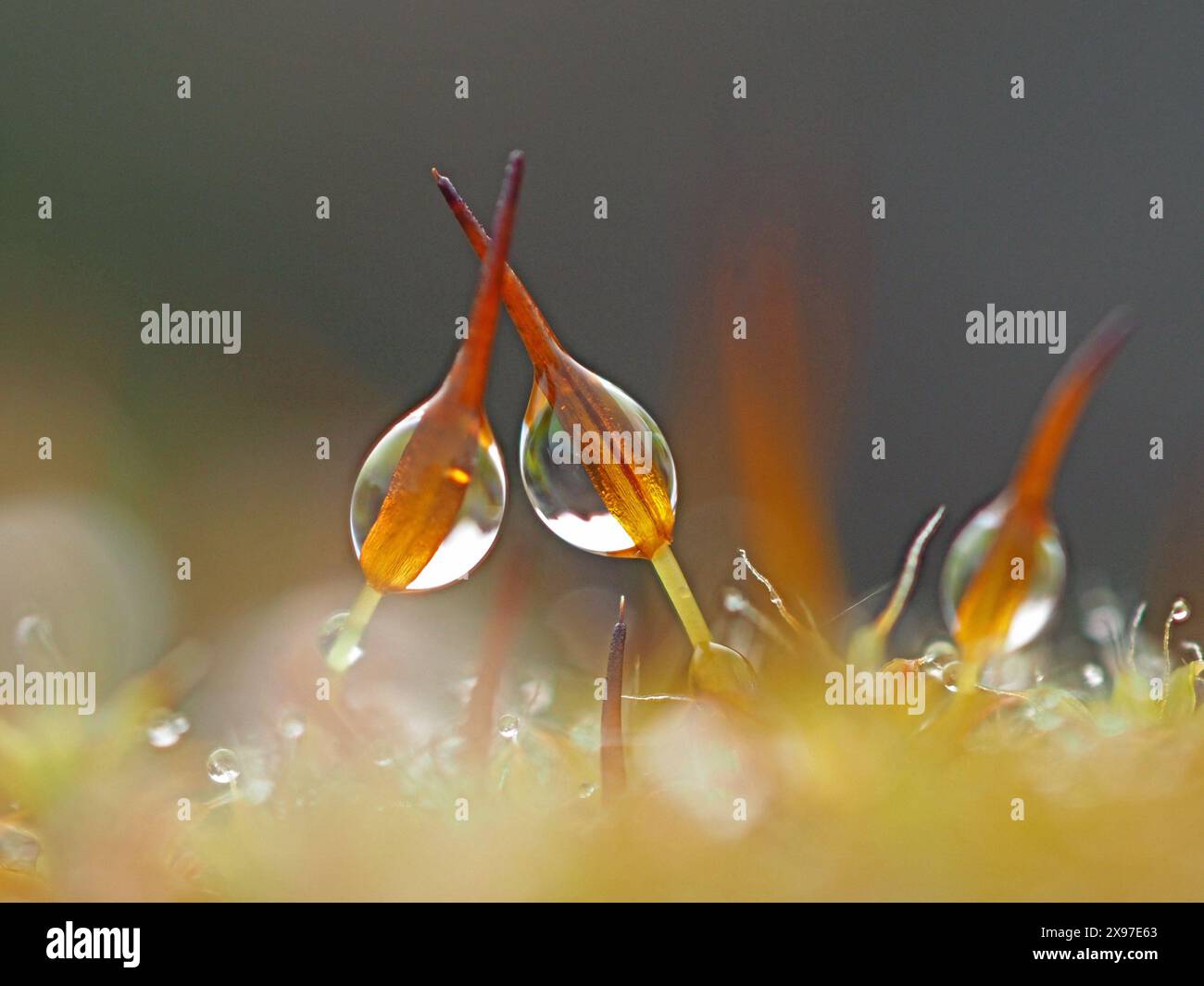 close-up macro image of backlit rain water droplets on spore-caps of ...