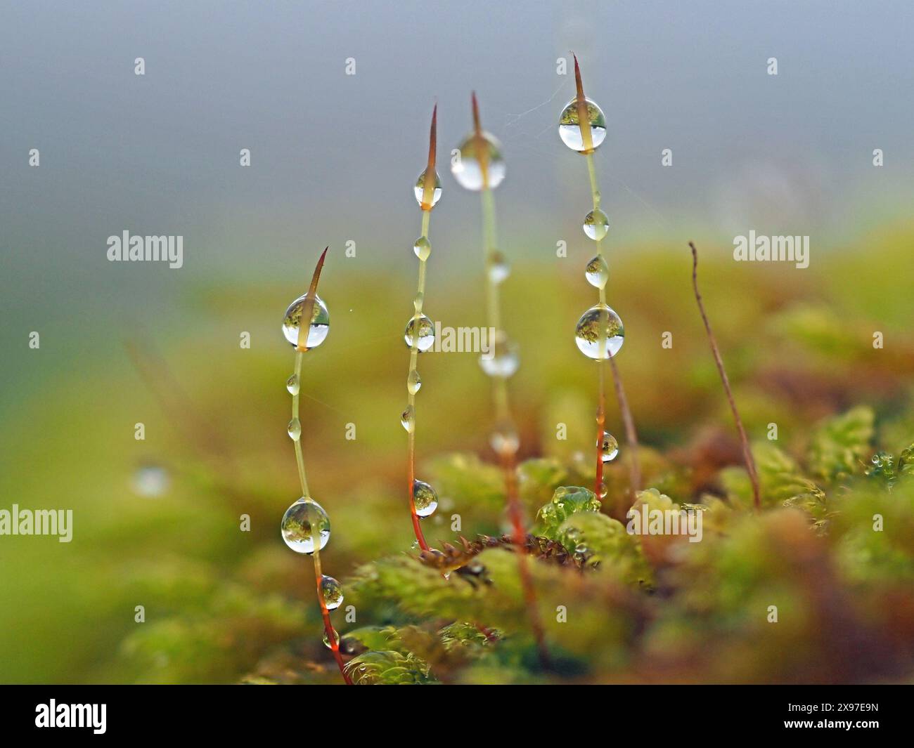 close-up macro image of backlit rain water droplets on spore-caps of ...