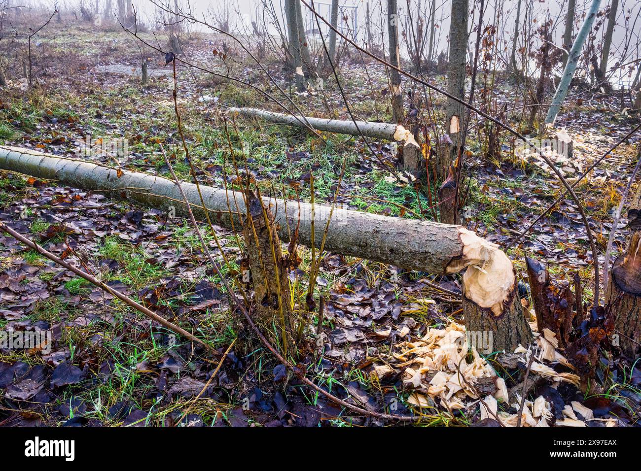 Beaver tree felling on the Teltow Canal, Berlin, Germany Stock Photo ...
