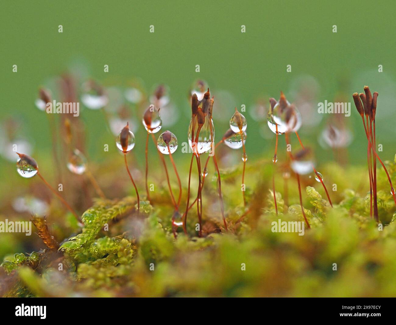 close-up macro image of backlit rain water droplets on spore-caps of ...