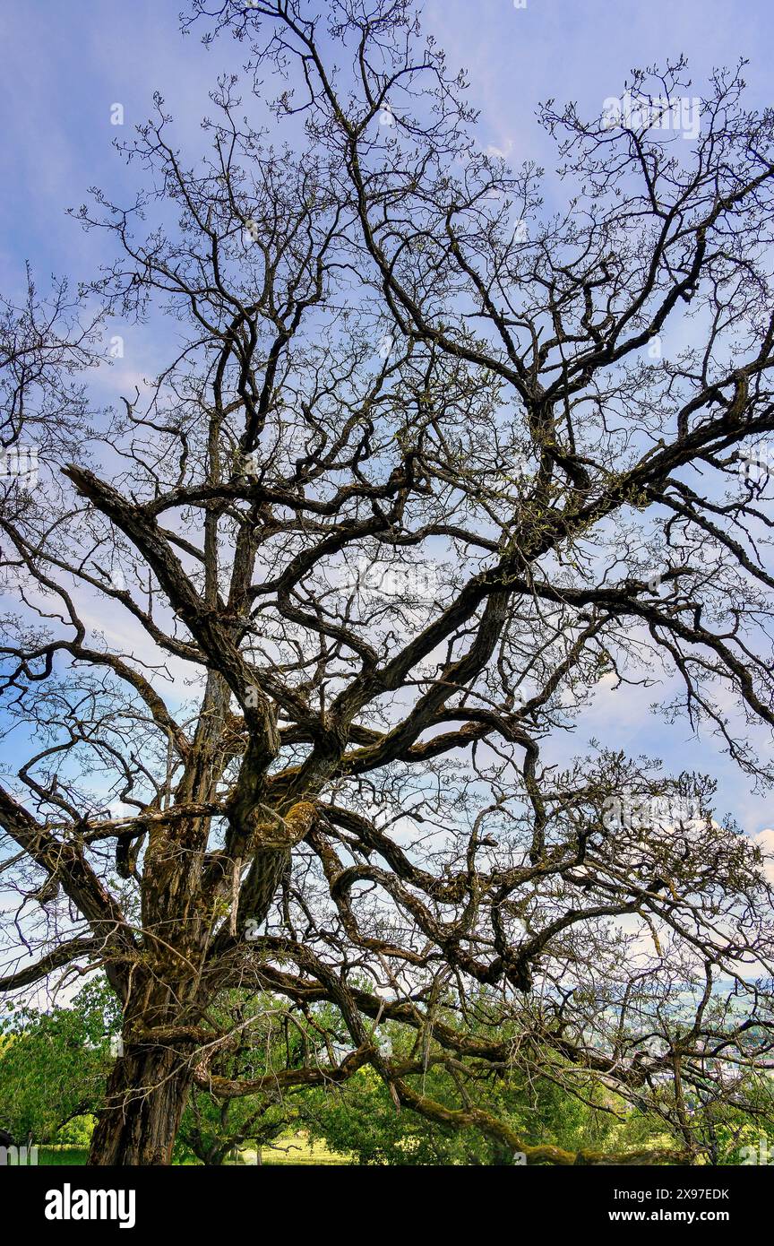 Ash tree in spring (Fraxinus excelsior), Allgaeu, Bavaria, Germany ...