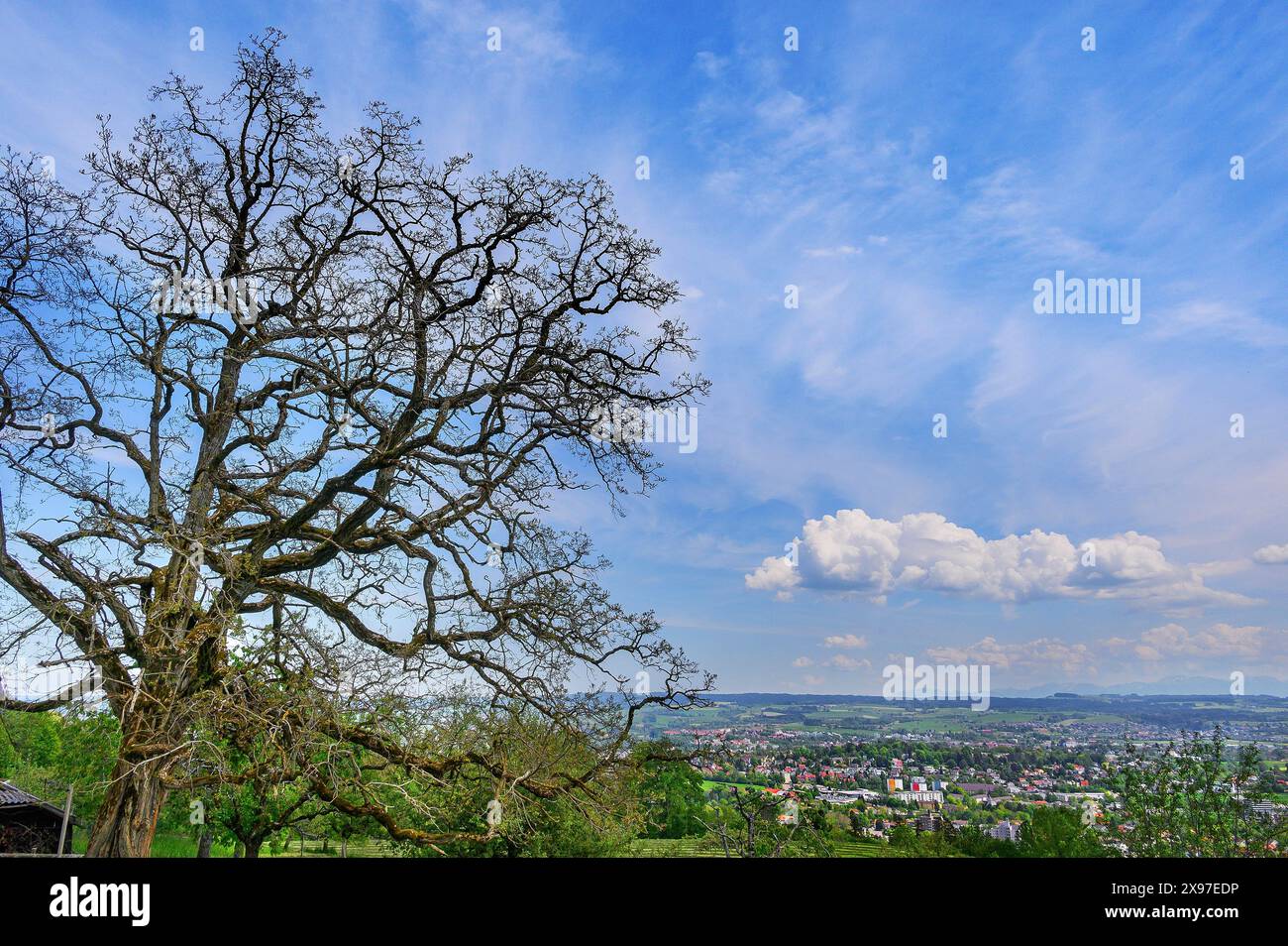 Ash tree in spring (Fraxinus excelsior), bottom right Kempten, Allgaeu ...