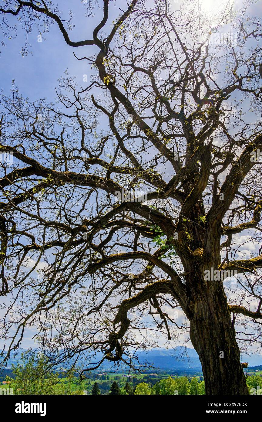 Spring, backlit ash tree (Fraxinus excelsior), Allgaeu, Bavaria ...