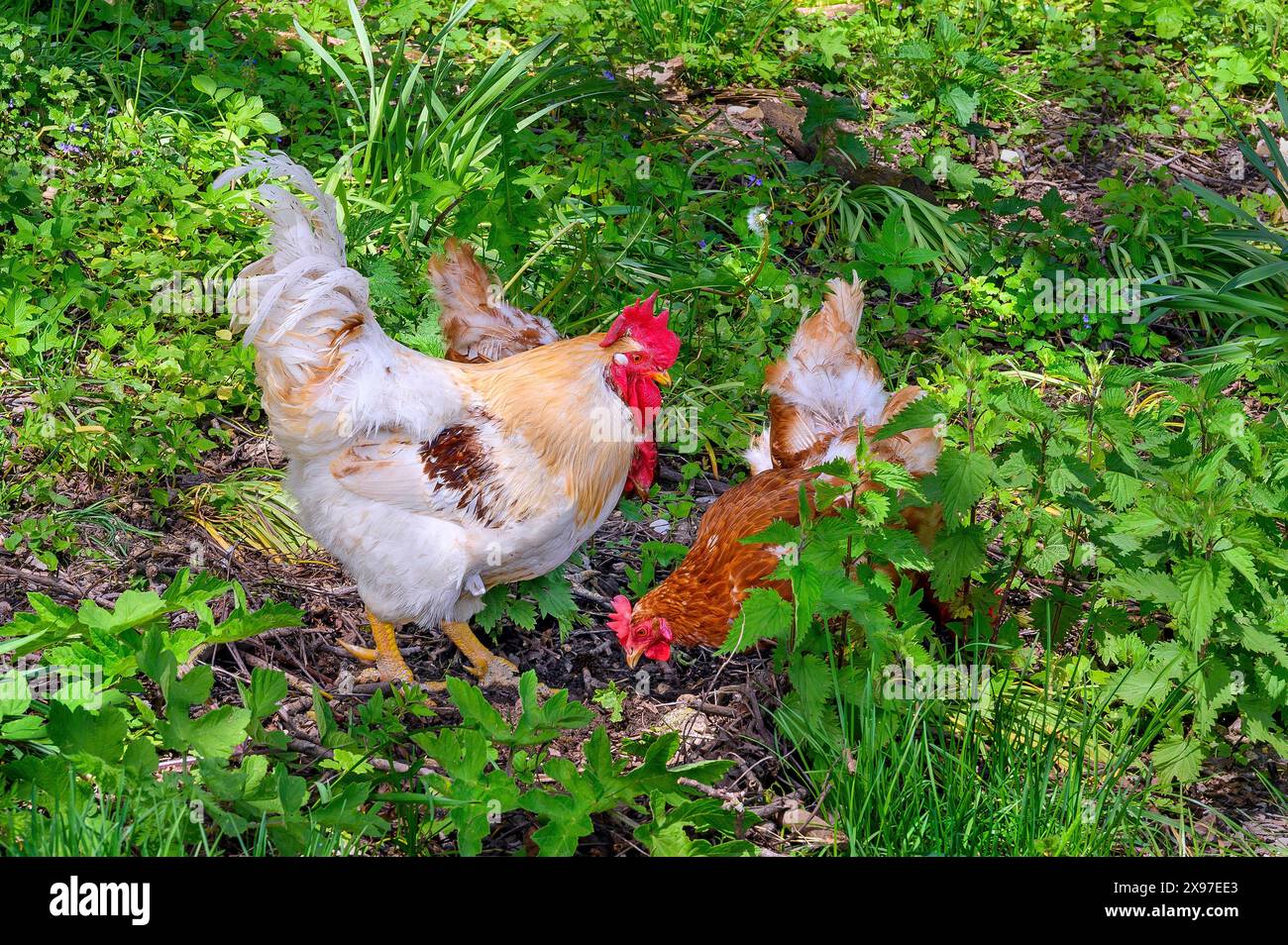 Free-range domestic chickens with Han (Gallus gallus domesticus, also ...