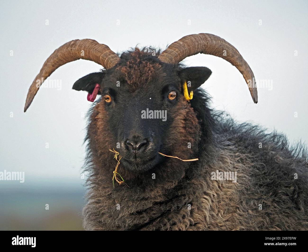 close-up of Hebridean Sheep - rare breed kept at WWT Caerlaverock ...